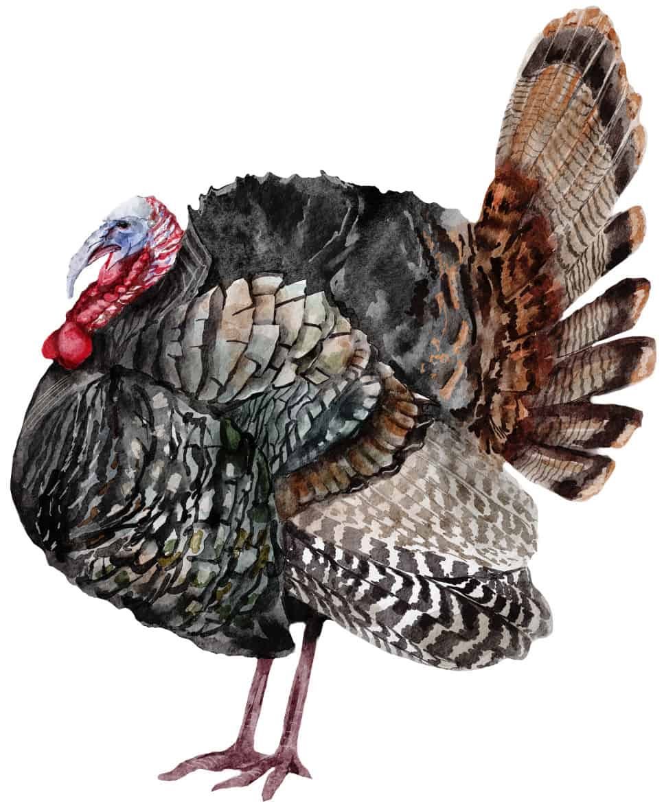 Turkeys What Makes Them So Awesome SparkyGo